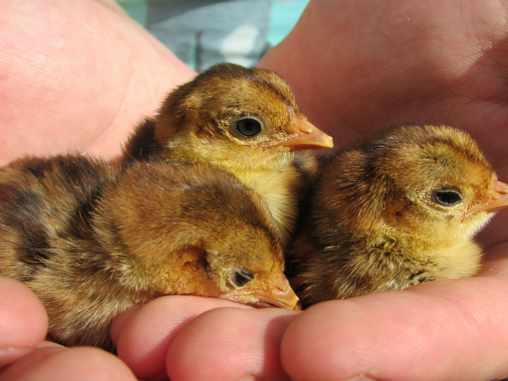 Sfințirea unui mic zooparc la biserica din Dubăsarii Vechi, raionul ...